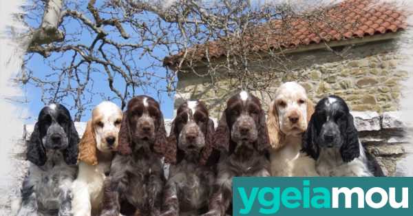 Αγγλικός Κόκερ Σπάνιελ: Ο αγαπησιάρης σκύλος που σε κυριεύει με το ...