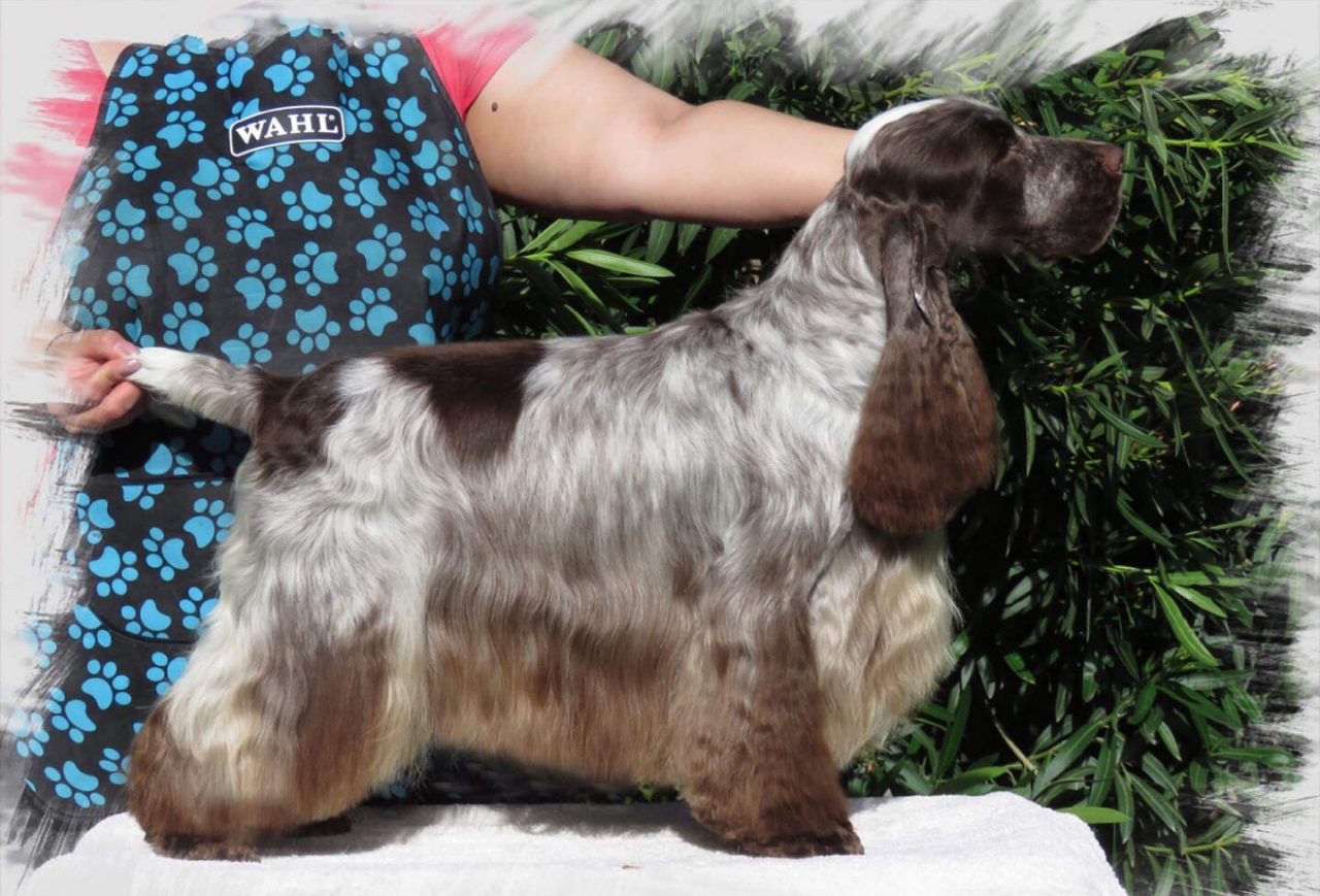 Αγγλικός Κόκερ Σπάνιελ: Ο αγαπησιάρης σκύλος που σε κυριεύει με το ...