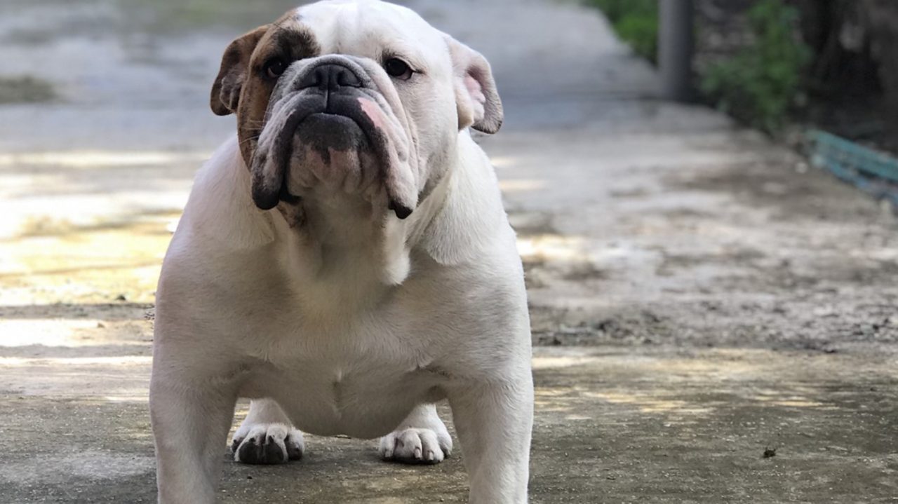 Bulldog: Ένας τρυφερός σκύλος με άγριο παρουσιαστικό