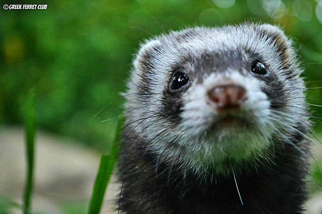 Φέρετ: Ένα ιδιαίτερο κατοικίδιο - Σε ποιους ταιριάζει