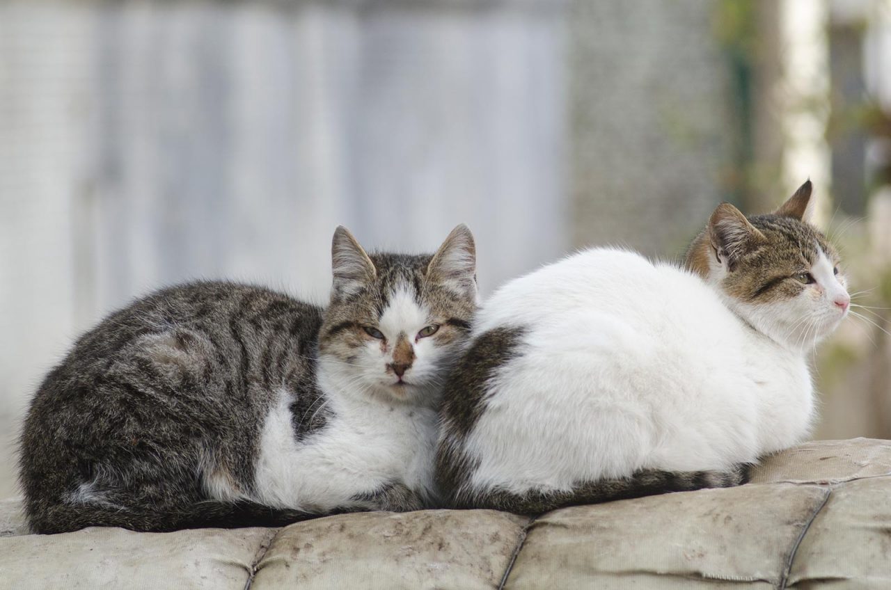 Είστε «μαμά» για νεογέννητα γατάκια; Πώς θα τα φροντίσετε και θα τους ...