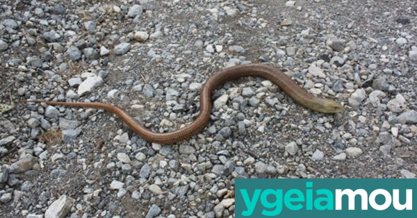 Σαμιαμίδια, χαμαιλέοντες και όλα όσα πρέπει να ξέρουμε για τις ...