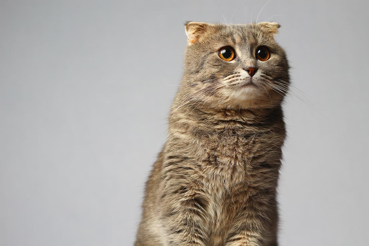 Γάτες με δυσκοιλιότητα: Οι τροφές που θα τις βοηθήσουν