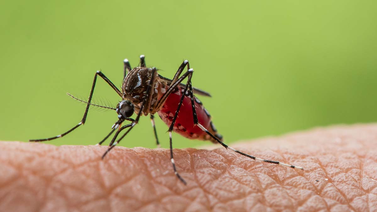 Κουνούπια και κλιματική αλλαγή: Γιατί μένουν περισσότερο, εξαπλώνονται ...